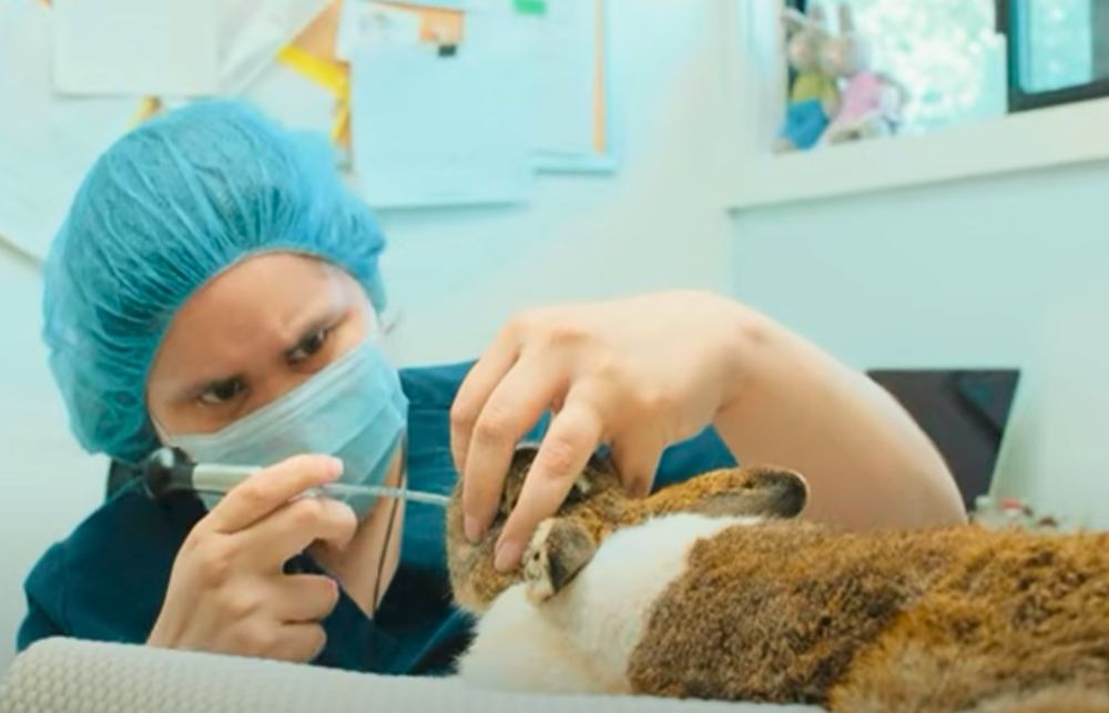 House Rabbit Society training program expands rabbit medical care ...